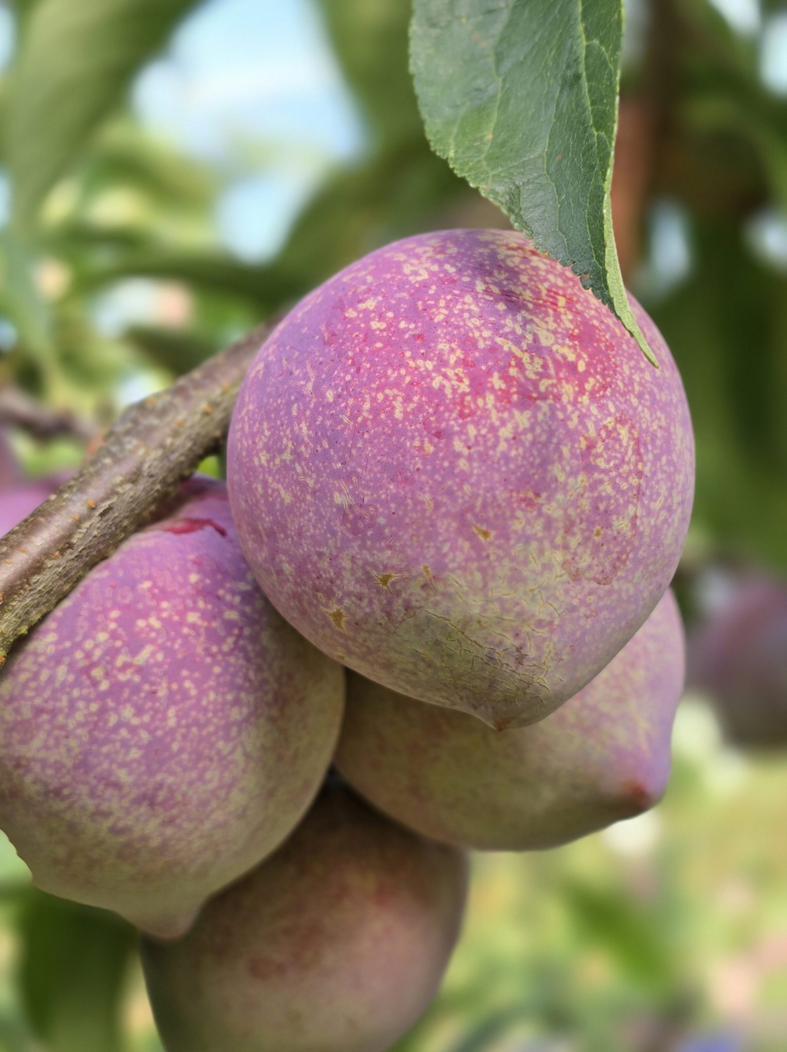 An Easy-to-Grow Variety Adapted to Climate Change - French Fruit Lovers ...